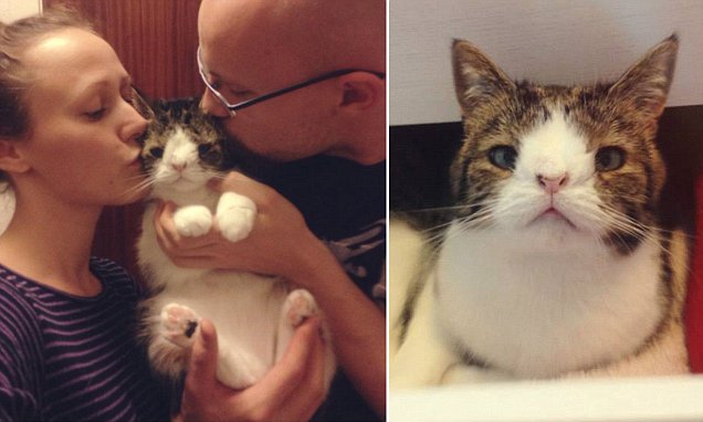 El gato con síndrome de down que conmueve a las redes sociales « Diario ...